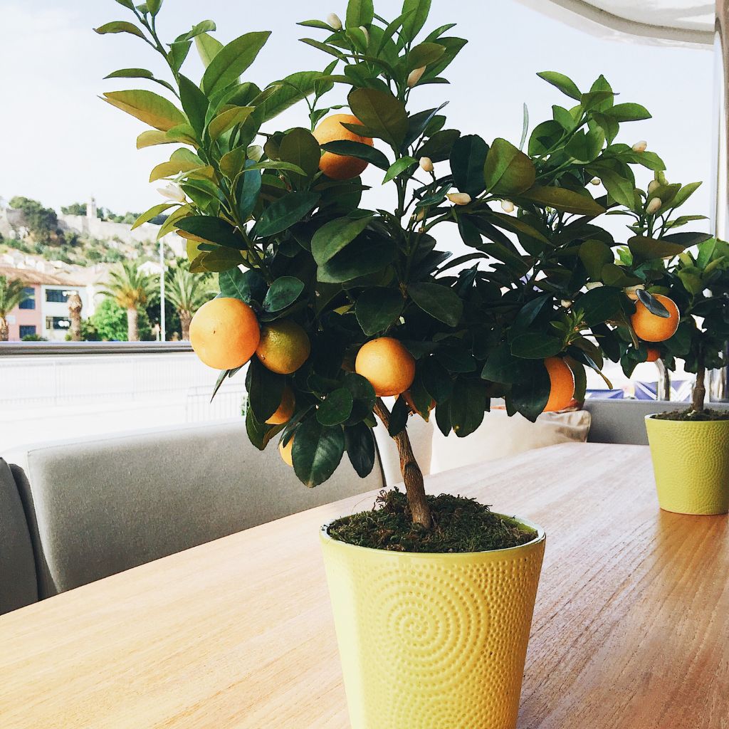 How to grow Tangerines in a Pot – Step by step - Complete Gardening