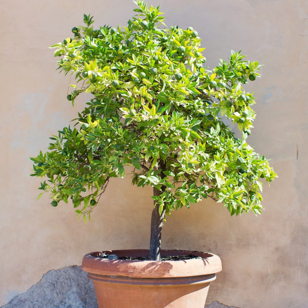 How to grow Tangerines in a Pot – Step by step - Complete Gardening