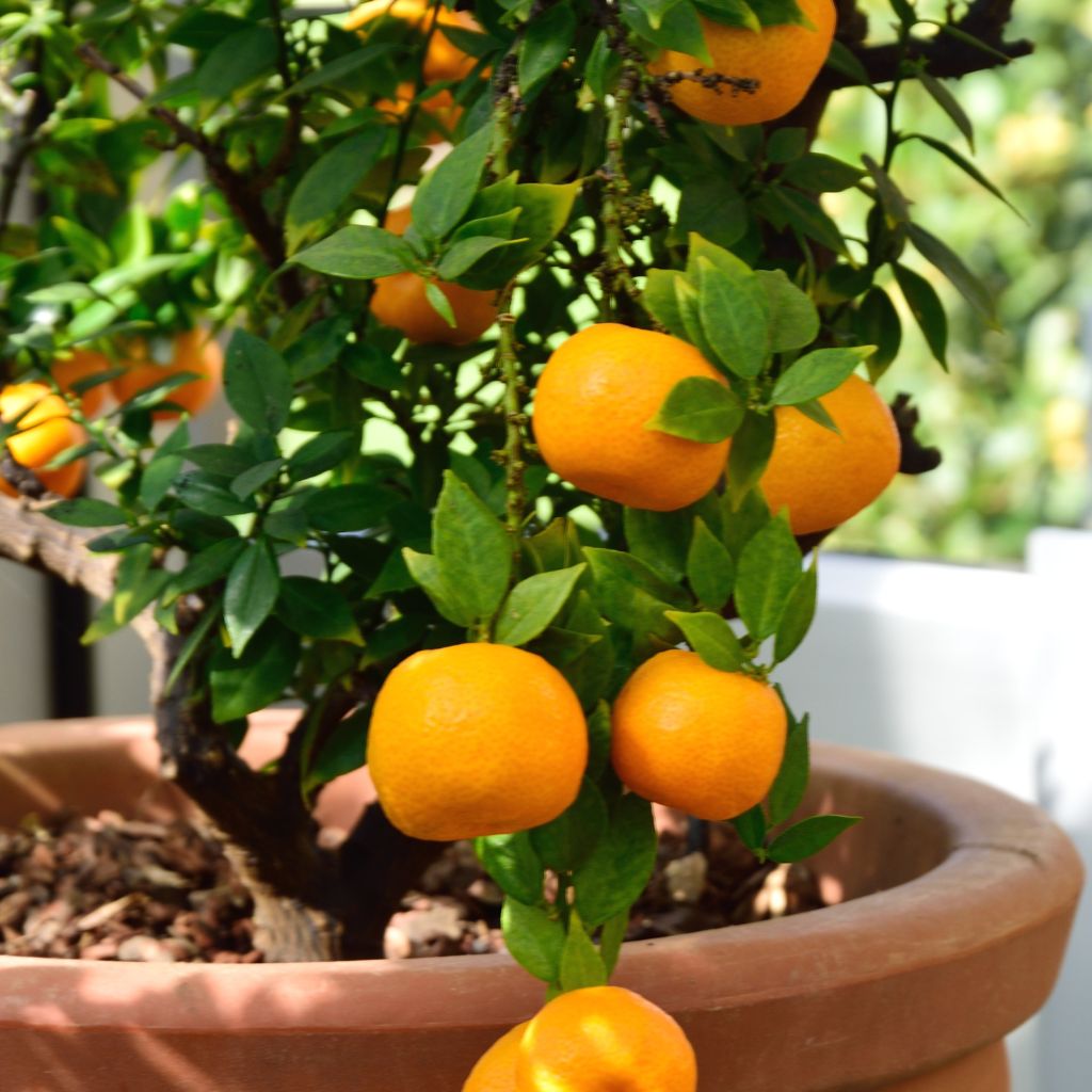 How to grow Tangerines in a Pot – Step by step - Complete Gardening