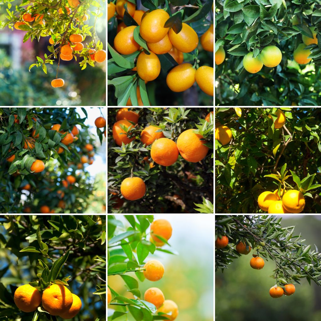 How to grow Tangerines in a Pot – Step by step - Complete Gardening