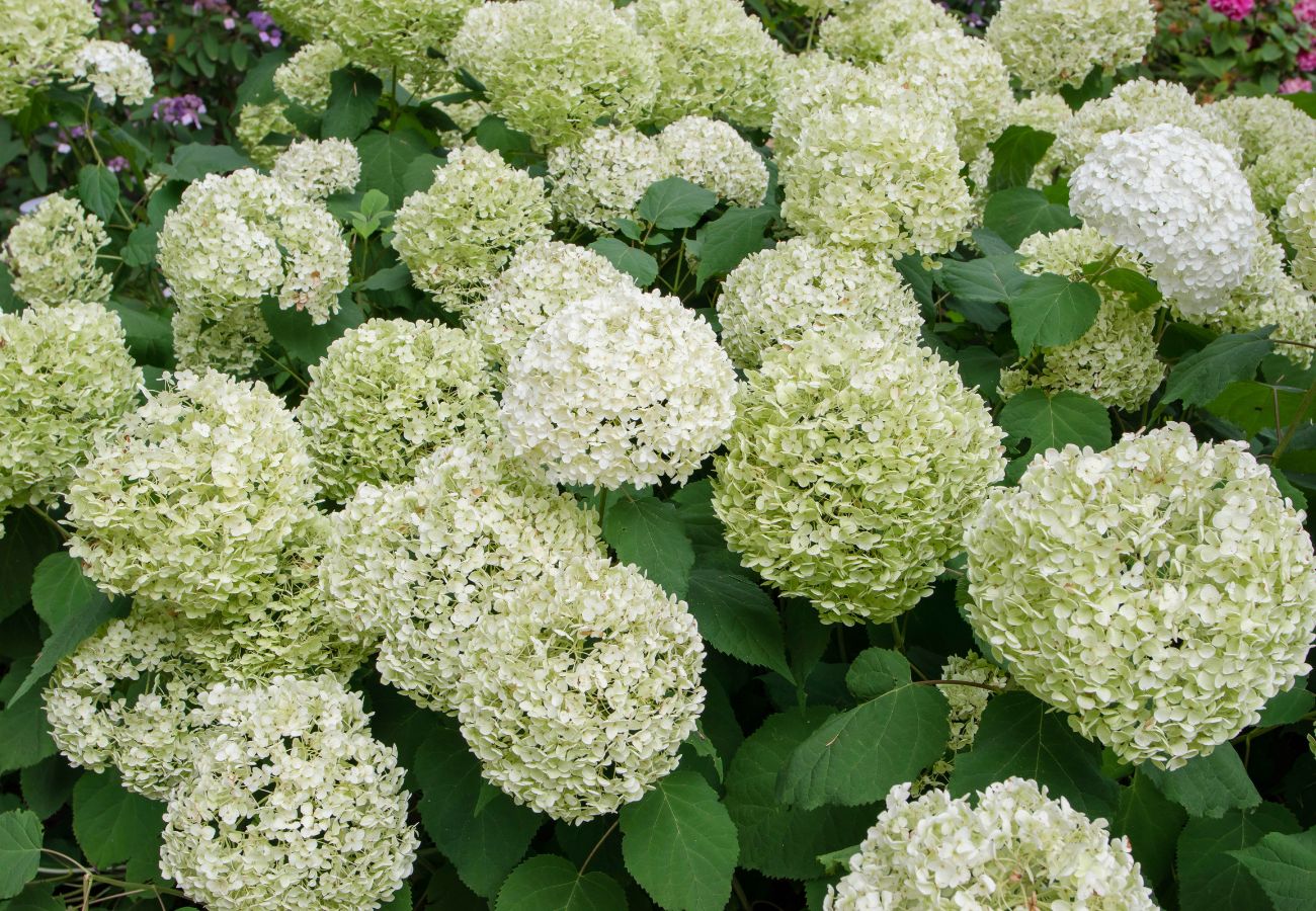 Autumn Beauty: 17 Hydrangeas That Shine in the Fall Garden - Complete ...