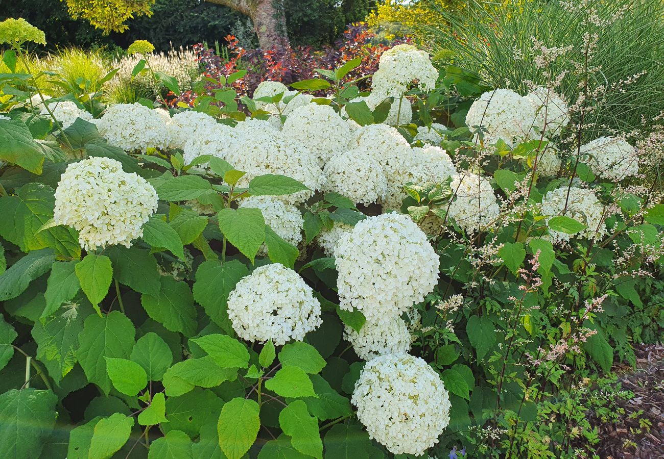 Where to Plant Hydrangeas: The Right Side of Your House Matters ...