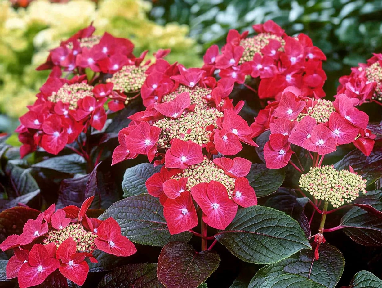 Autumn Beauty: 17 Hydrangeas That Shine in the Fall Garden - Complete ...