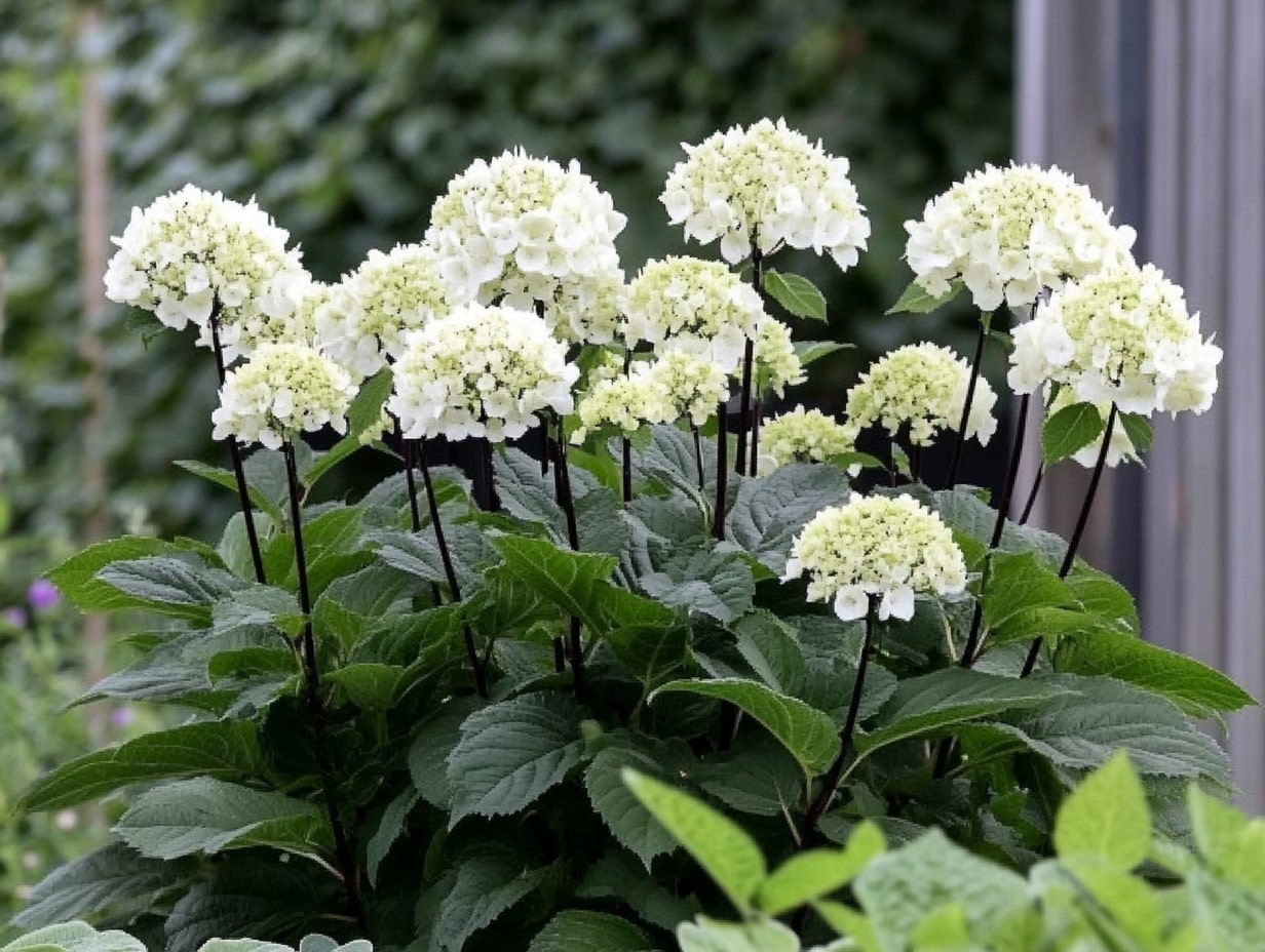 Autumn Beauty: 17 Hydrangeas That Shine in the Fall Garden - Complete ...