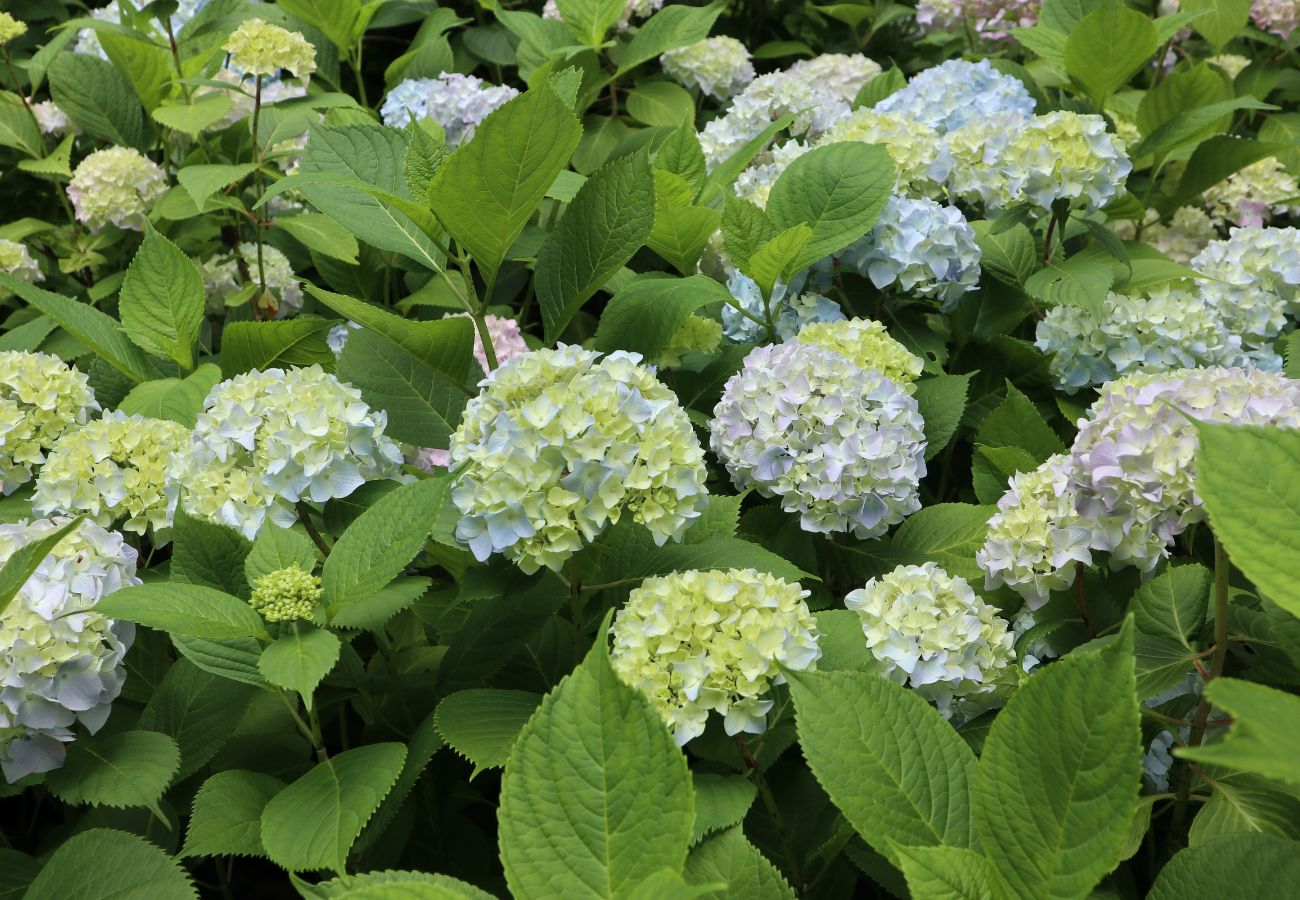 Autumn Beauty: 17 Hydrangeas That Shine in the Fall Garden - Complete ...