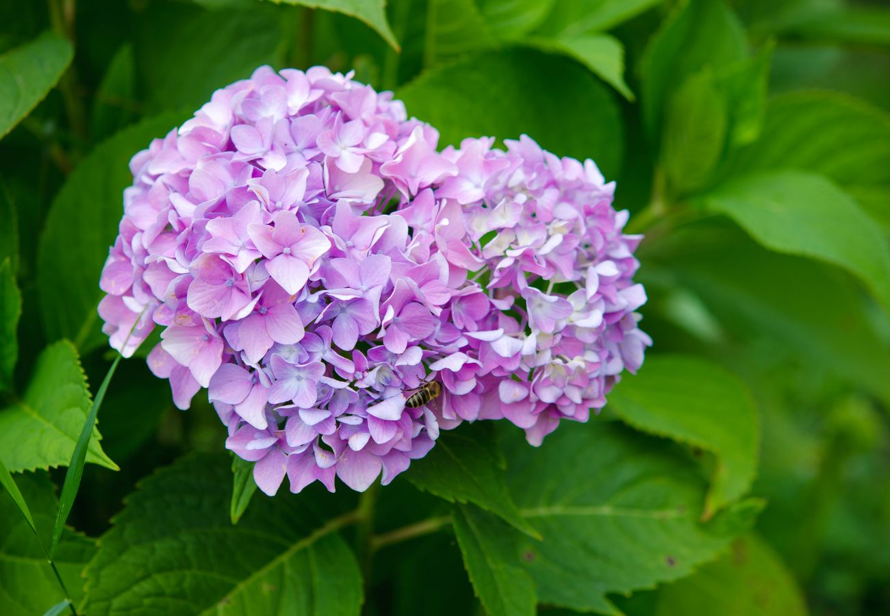 Where to Plant Hydrangeas: The Right Side of Your House Matters ...