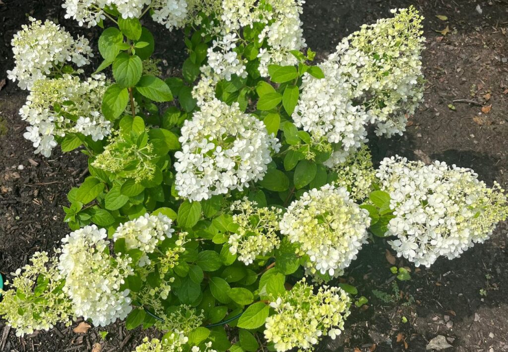 Autumn Beauty: 17 Hydrangeas That Shine in the Fall Garden - Complete ...