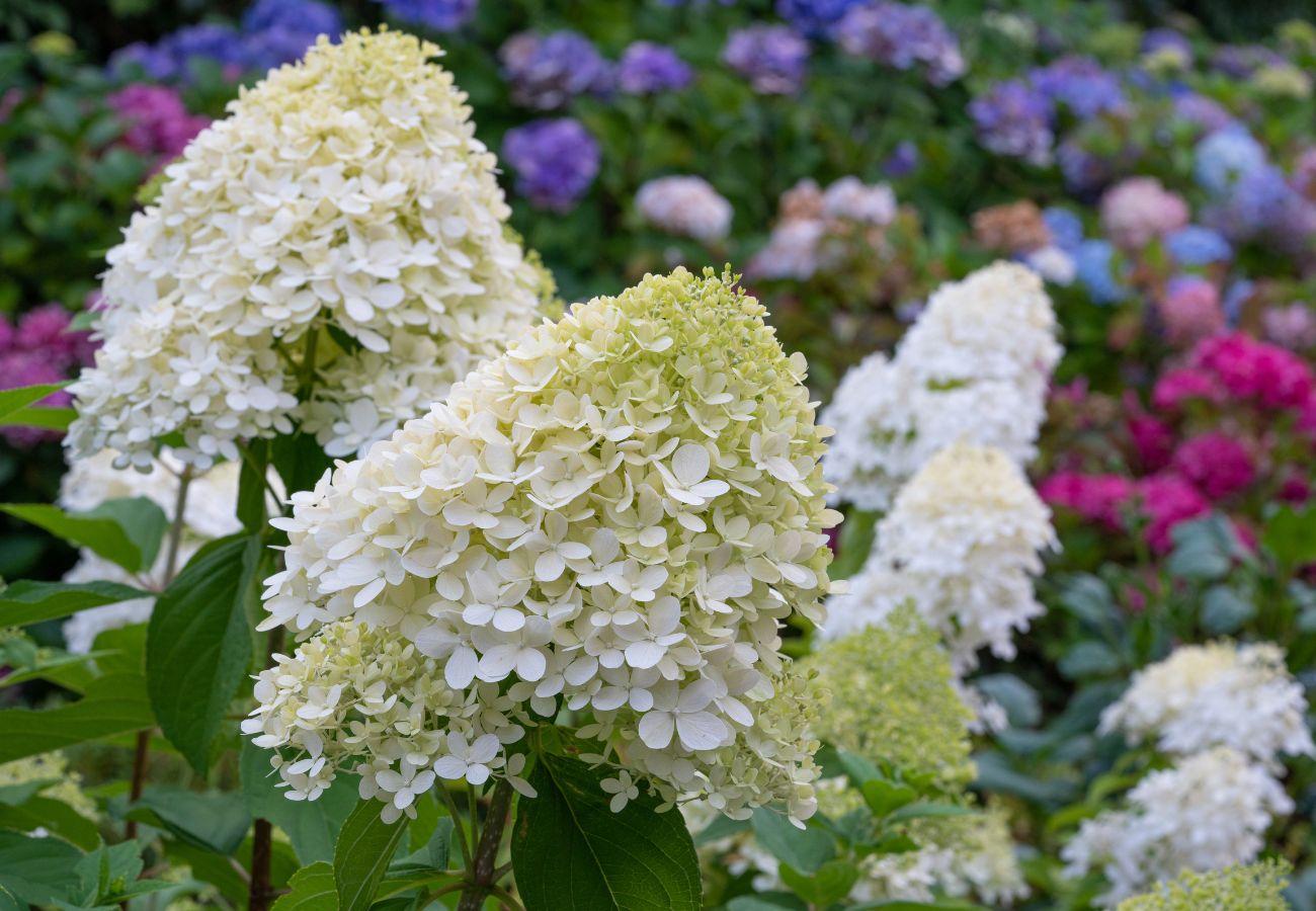 Where to Plant Hydrangeas: The Right Side of Your House Matters ...