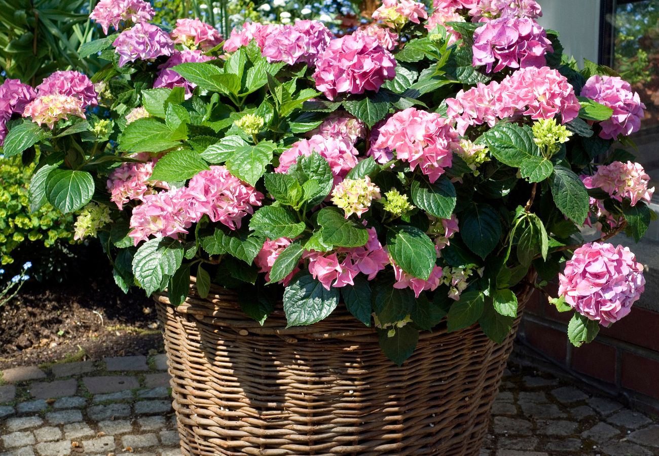 Autumn Beauty: 17 Hydrangeas That Shine in the Fall Garden - Complete ...