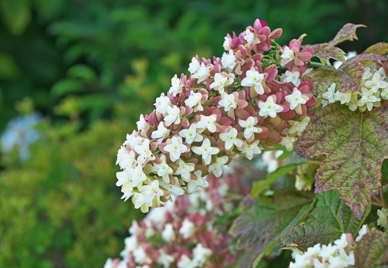 Autumn Beauty: 17 Hydrangeas That Shine in the Fall Garden - Complete ...
