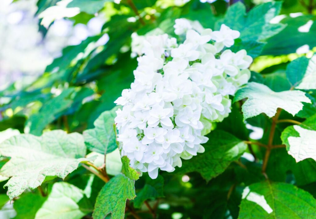 Autumn Beauty: 17 Hydrangeas That Shine in the Fall Garden - Complete ...