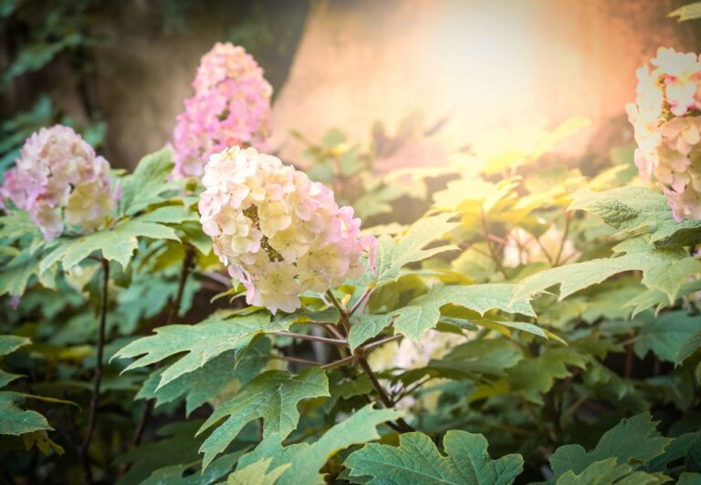Autumn Beauty: 17 Hydrangeas That Shine in the Fall Garden - Complete ...
