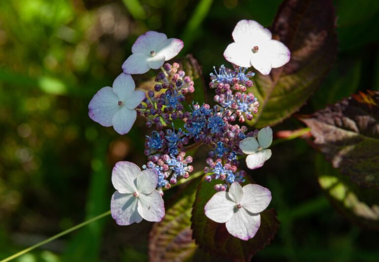 Autumn Beauty: 17 Hydrangeas That Shine in the Fall Garden - Complete ...