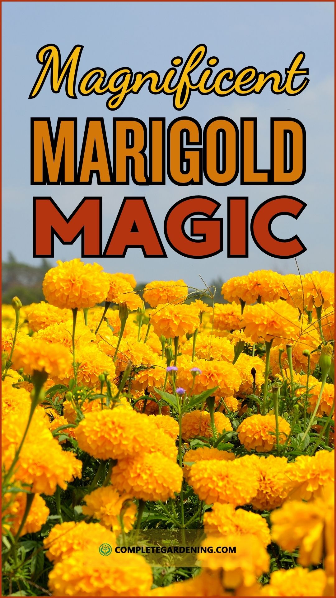 Magnificent Marigolds: Discover the Magic of Perfect Planting and Care ...