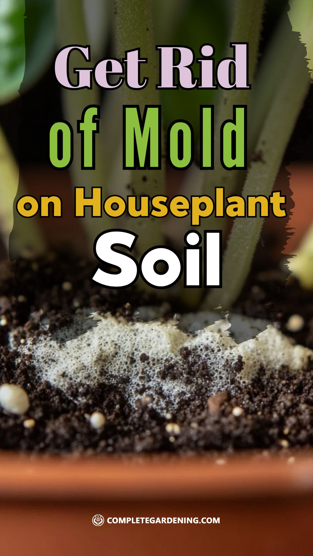 Mold On Houseplant Soil: Don’t Panic, Here’s What to Do - Complete ...