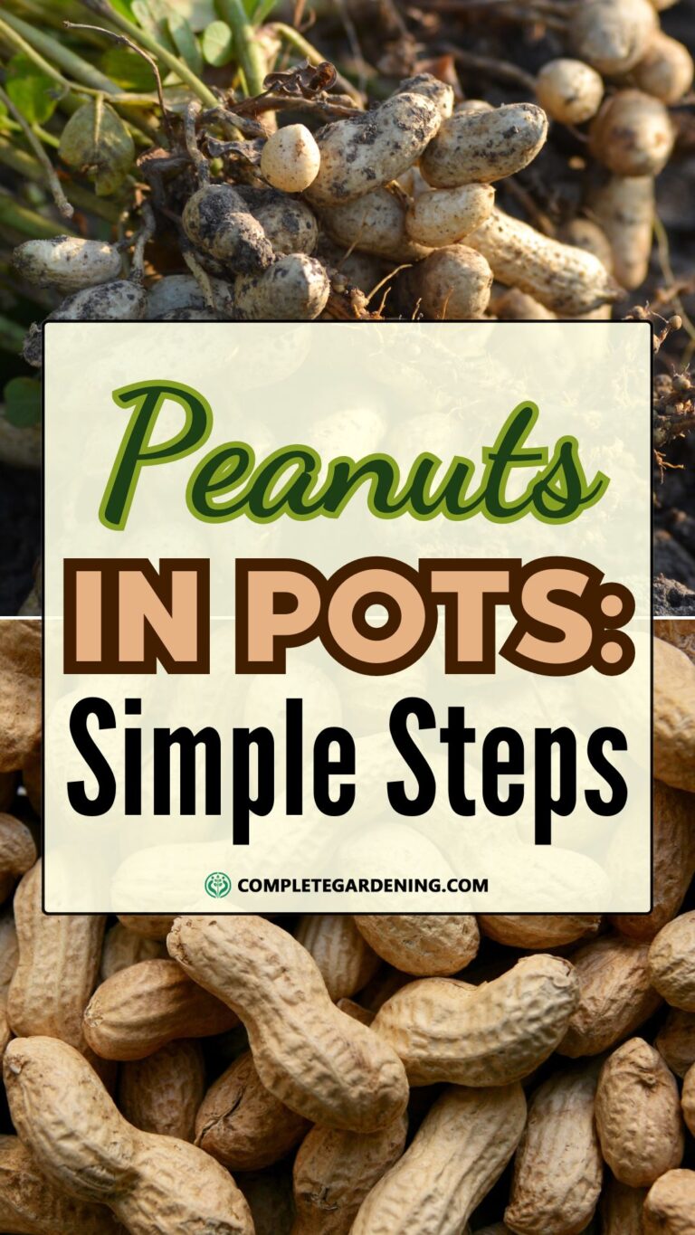 Peanut Growing in Pots: Easy Steps for Success - Complete Gardening