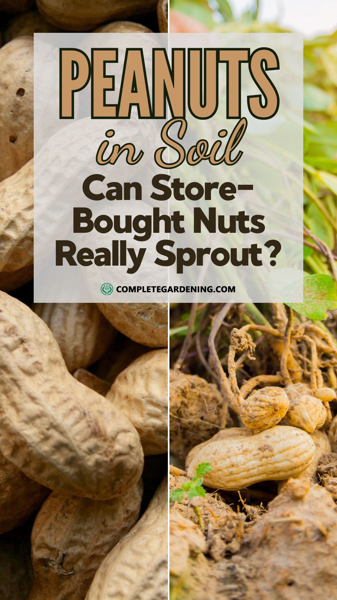 Peanuts in Soil: Can Store-Bought Nuts Really Sprout? - Complete Gardening