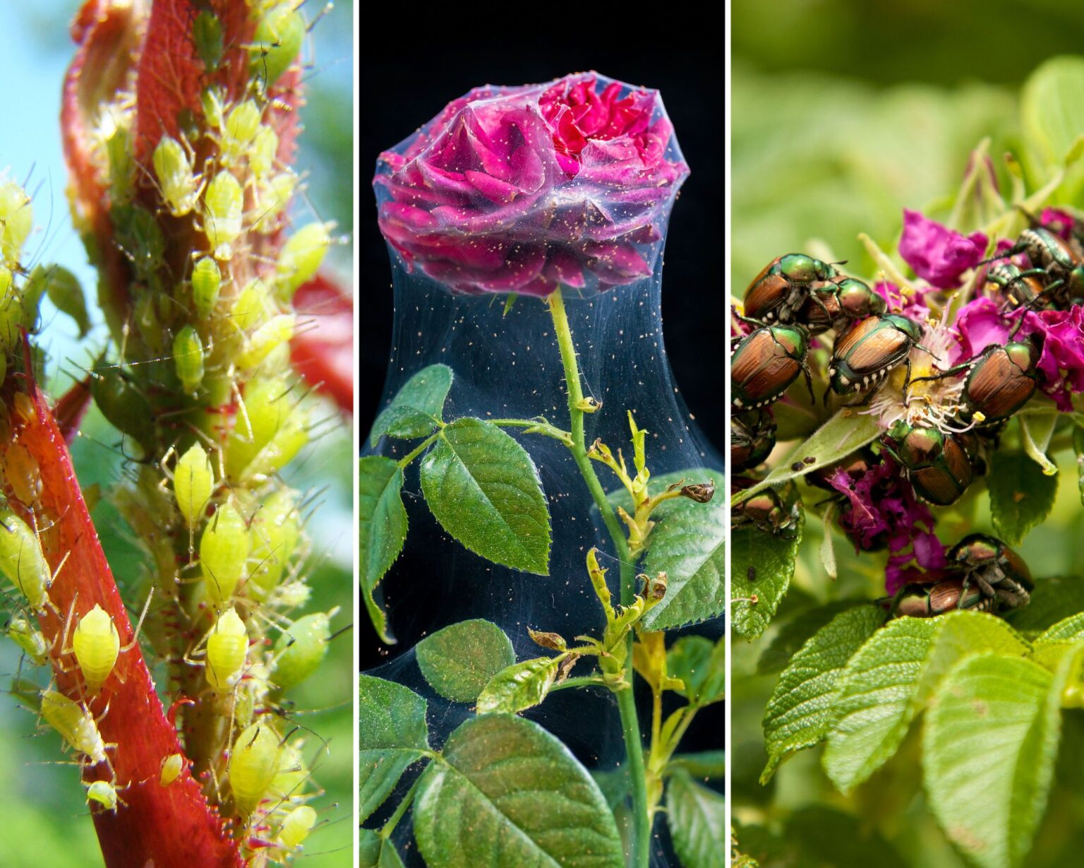 Creating a Rose Garden: From Planting to Perfect Care - Complete Gardening
