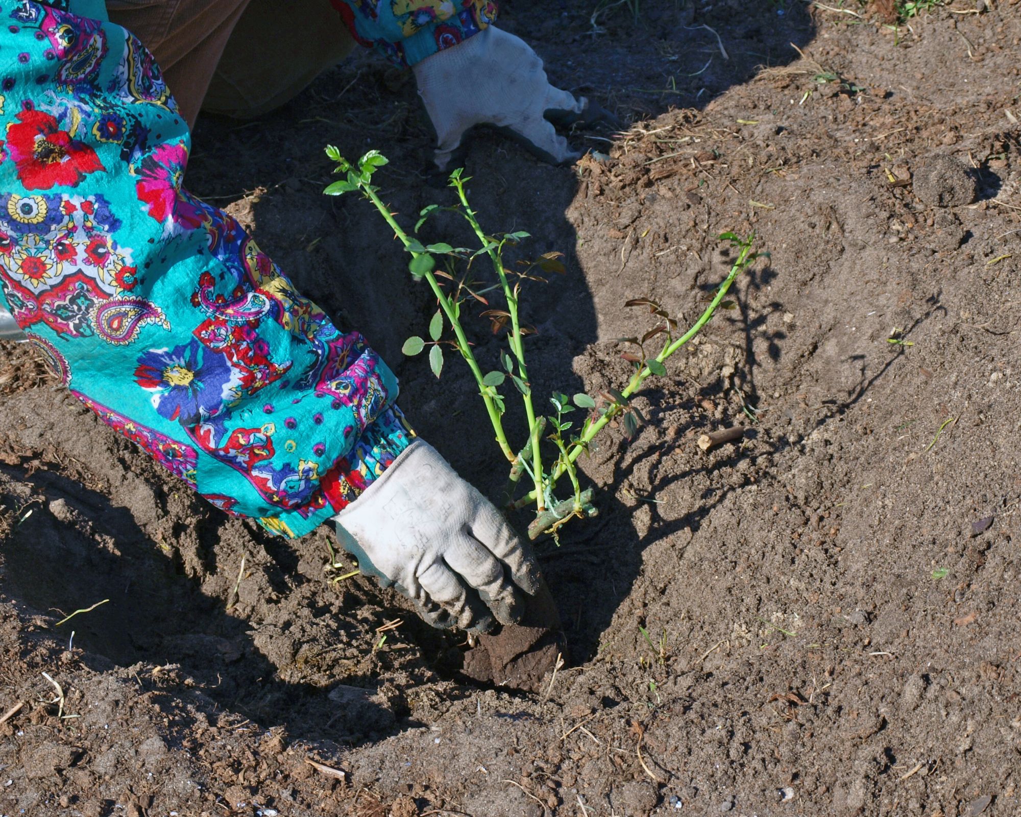 Creating a Rose Garden: From Planting to Perfect Care - Complete Gardening