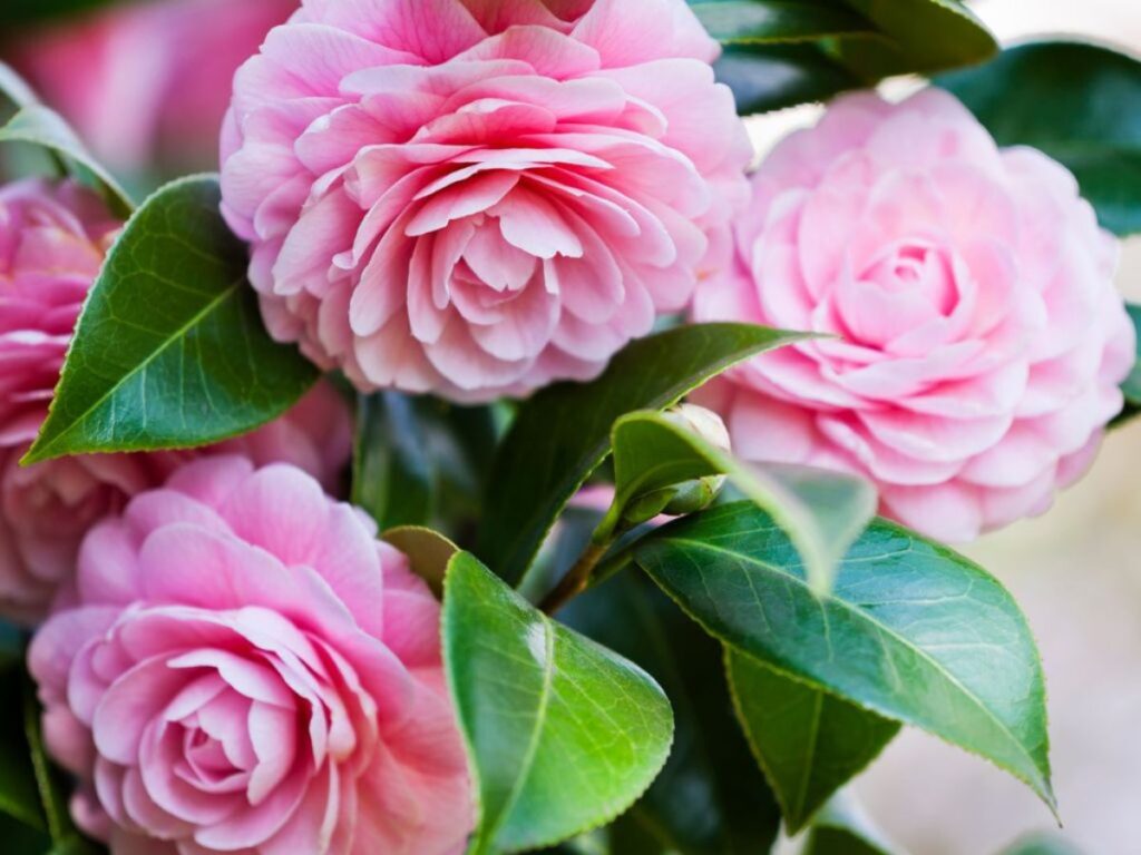 25 Beautiful Flowering Plants That Bloom in Winter - Complete Gardening