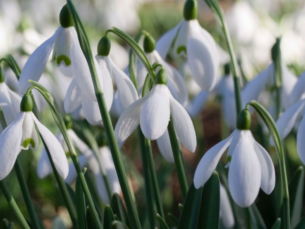 25 Beautiful Flowering Plants That Bloom in Winter - Complete Gardening