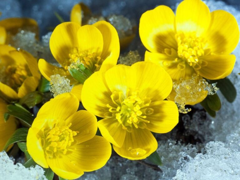 25 Beautiful Flowering Plants That Bloom in Winter - Complete Gardening