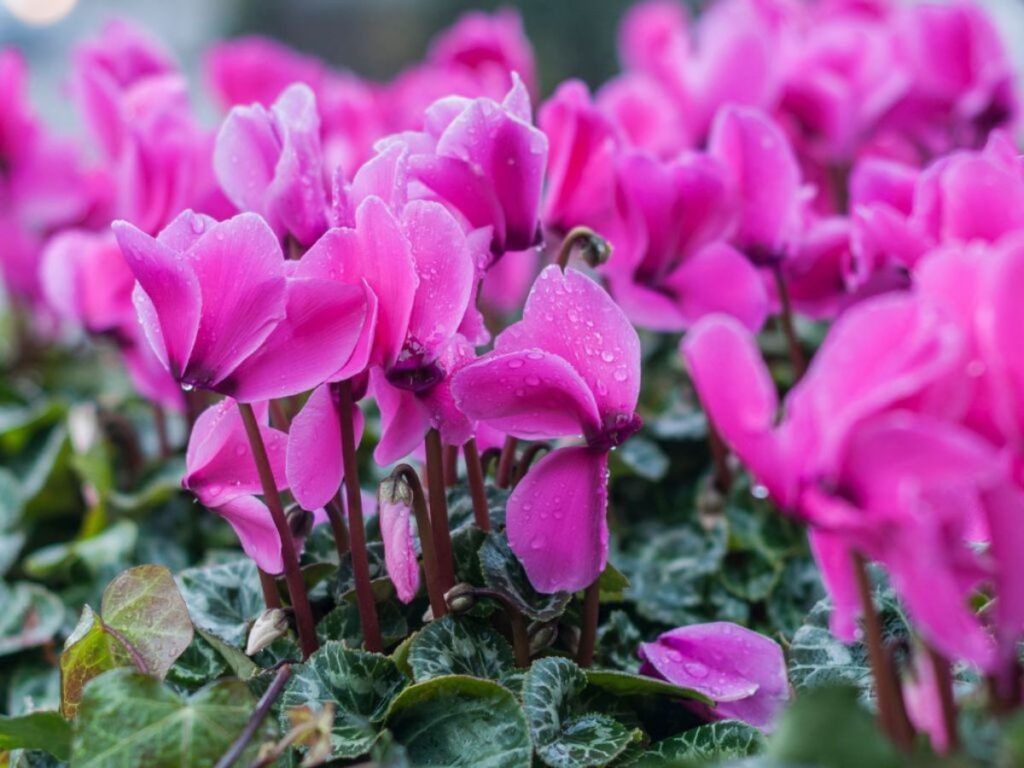 25 Beautiful Flowering Plants That Bloom in Winter - Complete Gardening