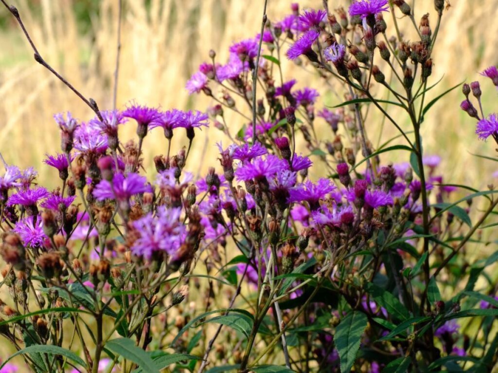 17 Plants That Thrive In Poor Soil: Transforming Tough Garden Spots ...