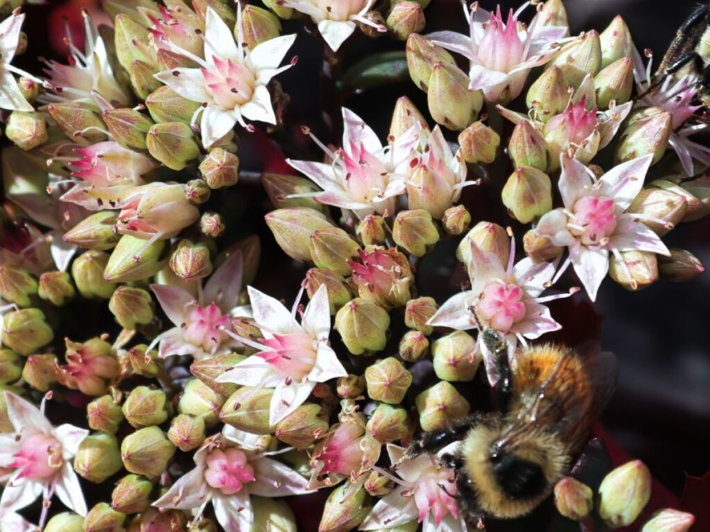 17 Plants That Thrive In Poor Soil: Transforming Tough Garden Spots ...