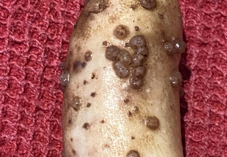 10 Potato-Growing Problems You Need to Know & How to Fix Them ...
