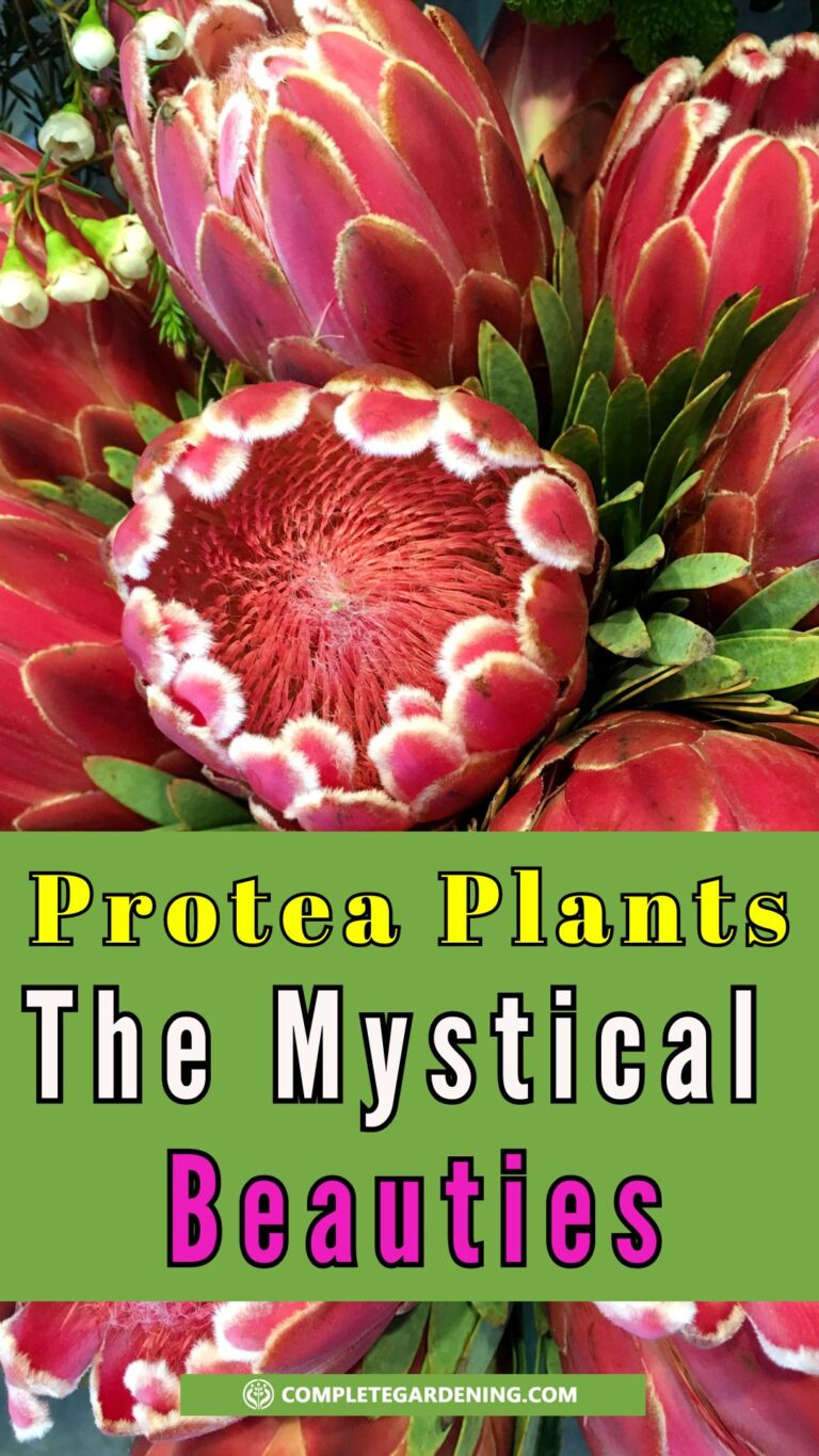 Protea Plants: How to Plant, Grow, and Care for These Mystical Beauties ...