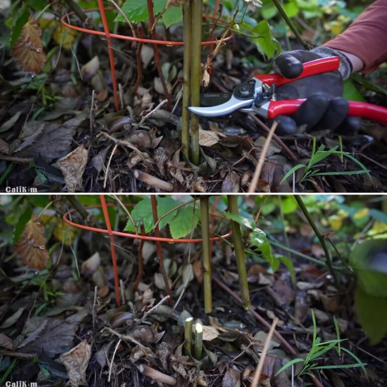 Pruning Blackberries Like a Pro: 10 Tips You Can’t Miss - Complete ...