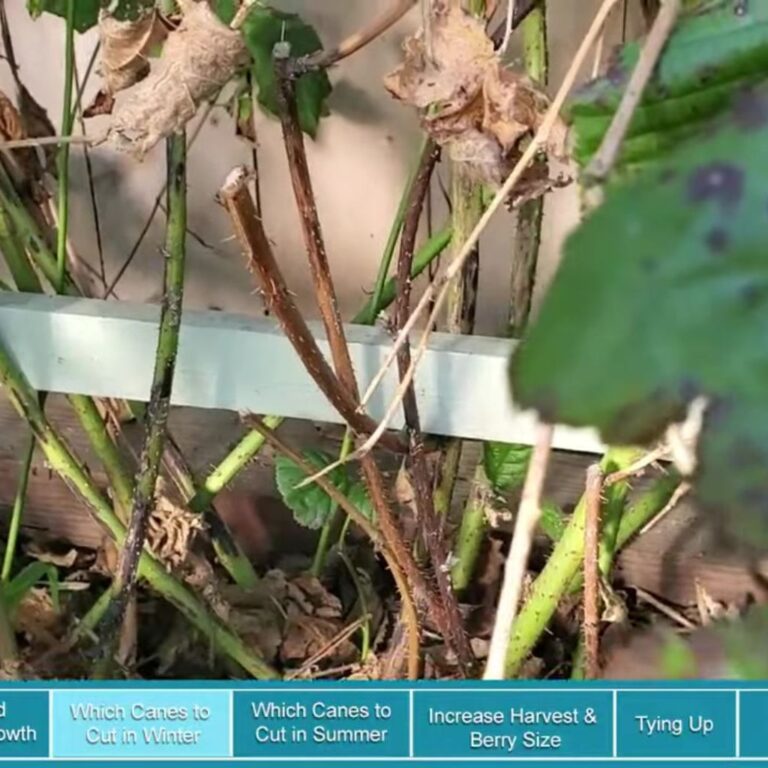 Pruning Blackberries Like a Pro: 10 Tips You Can’t Miss - Complete ...