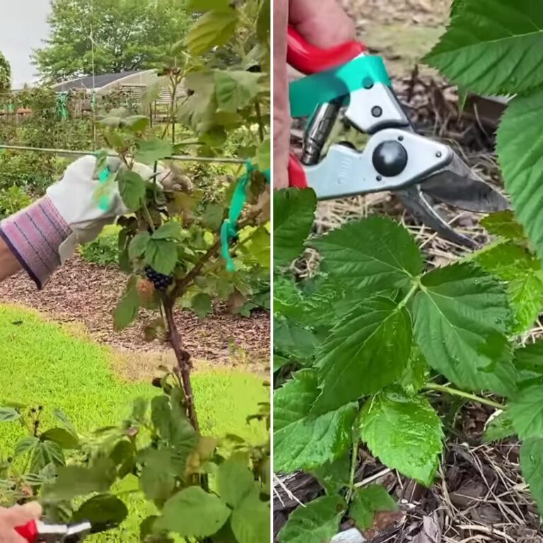 Pruning Blackberries Like a Pro: 10 Tips You Can’t Miss - Complete ...