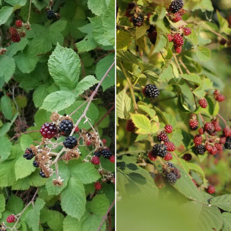 Pruning Blackberries Like a Pro: 10 Tips You Can’t Miss - Complete ...