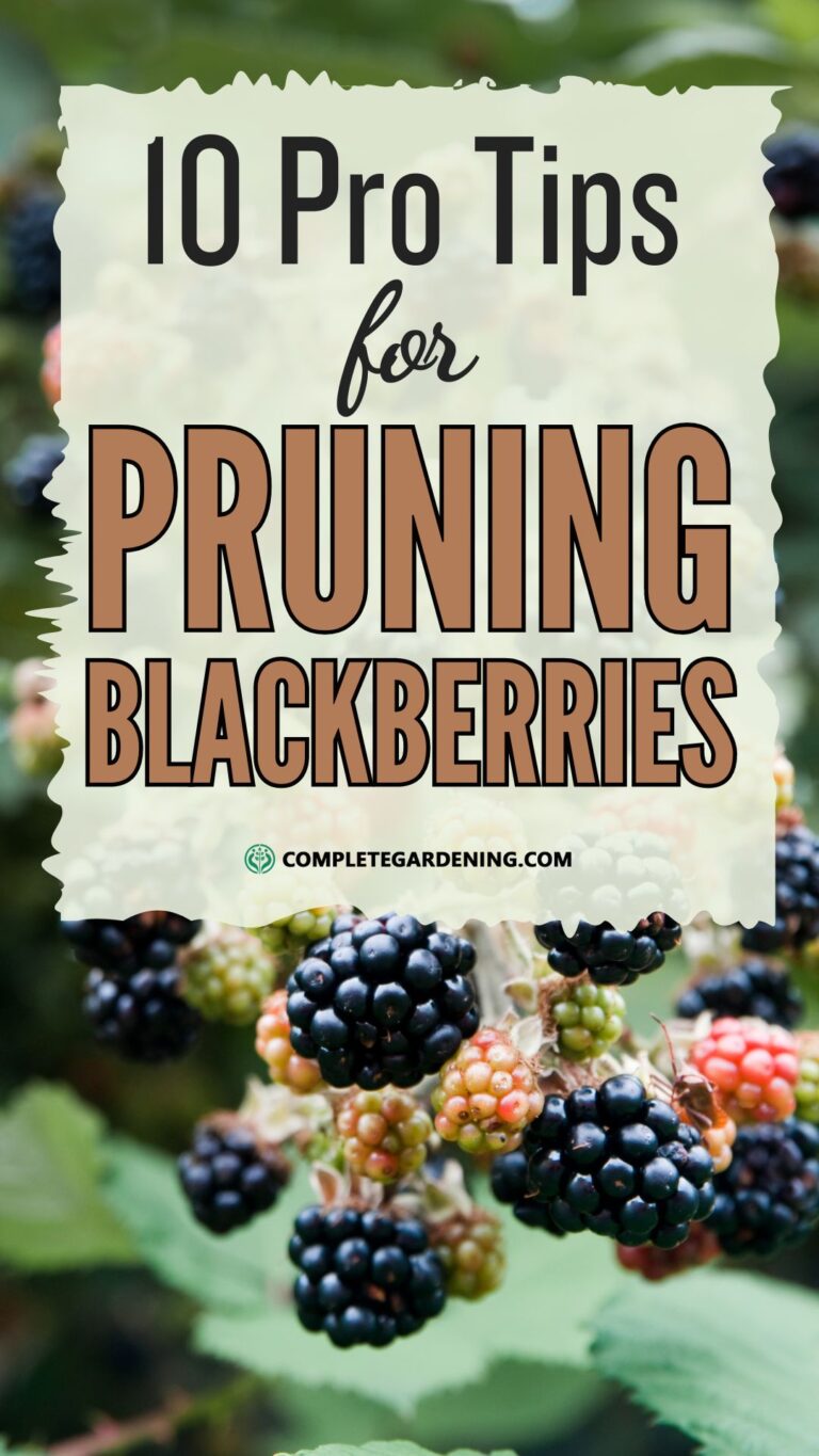 Pruning Blackberries Like a Pro: 10 Tips You Can’t Miss - Complete ...