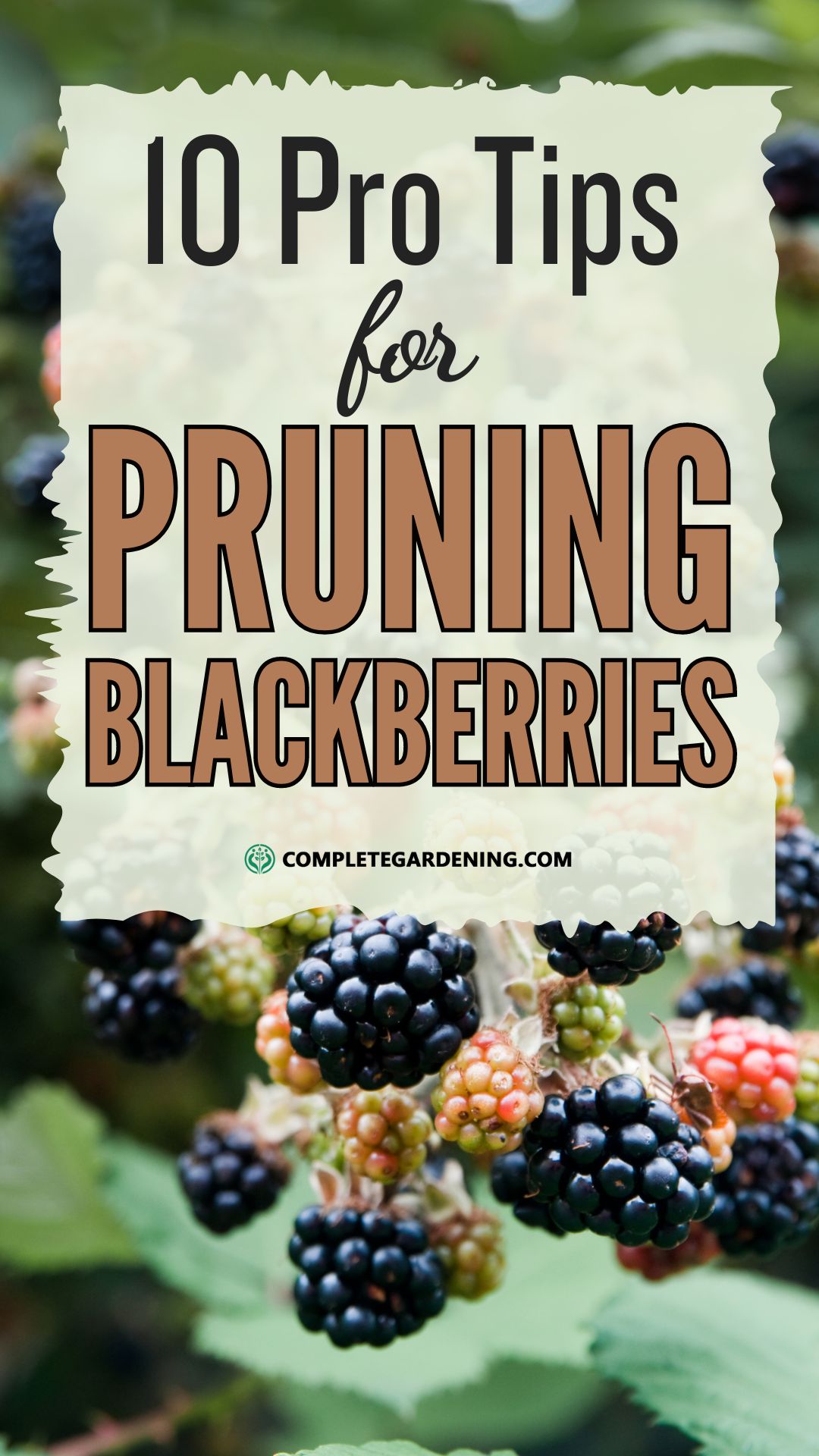 Pruning Blackberries Like a Pro: 10 Tips You Can’t Miss - Complete ...