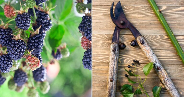 Pruning Blackberries Like a Pro: 10 Tips You Can’t Miss - Complete ...