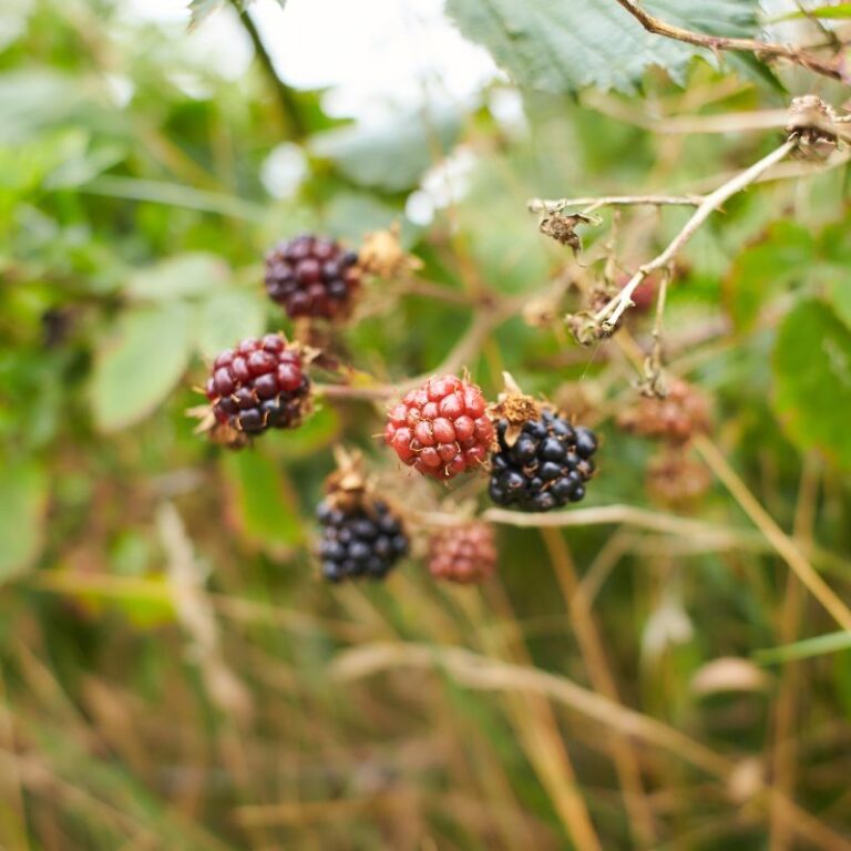 Pruning Blackberries Like a Pro: 10 Tips You Can’t Miss - Complete ...