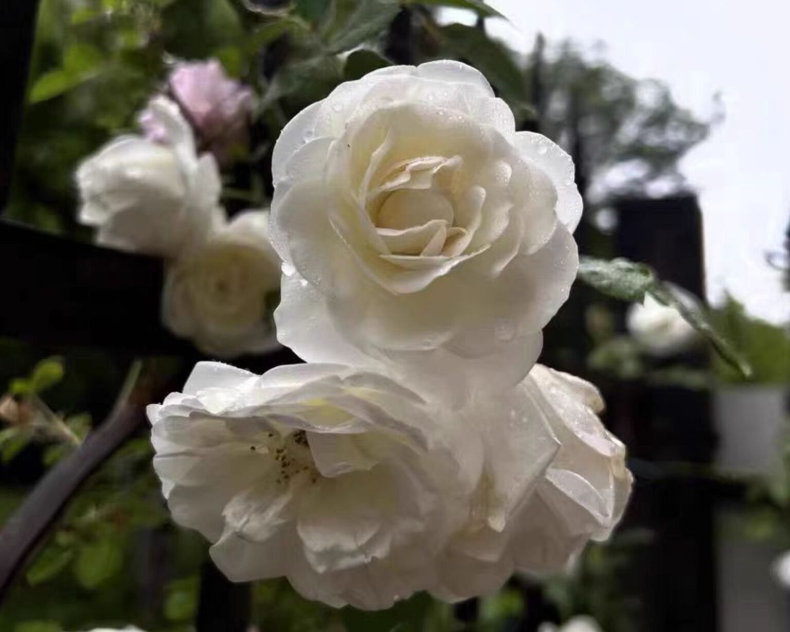 Hedge or Privacy Screen with Roses? Discover the 23 Best Varieties ...