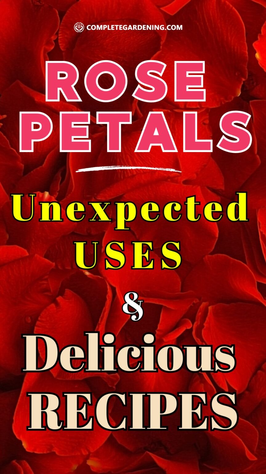 Rose Petals: 12 Unexpected Uses & 9 Delicious Recipes - Complete Gardening