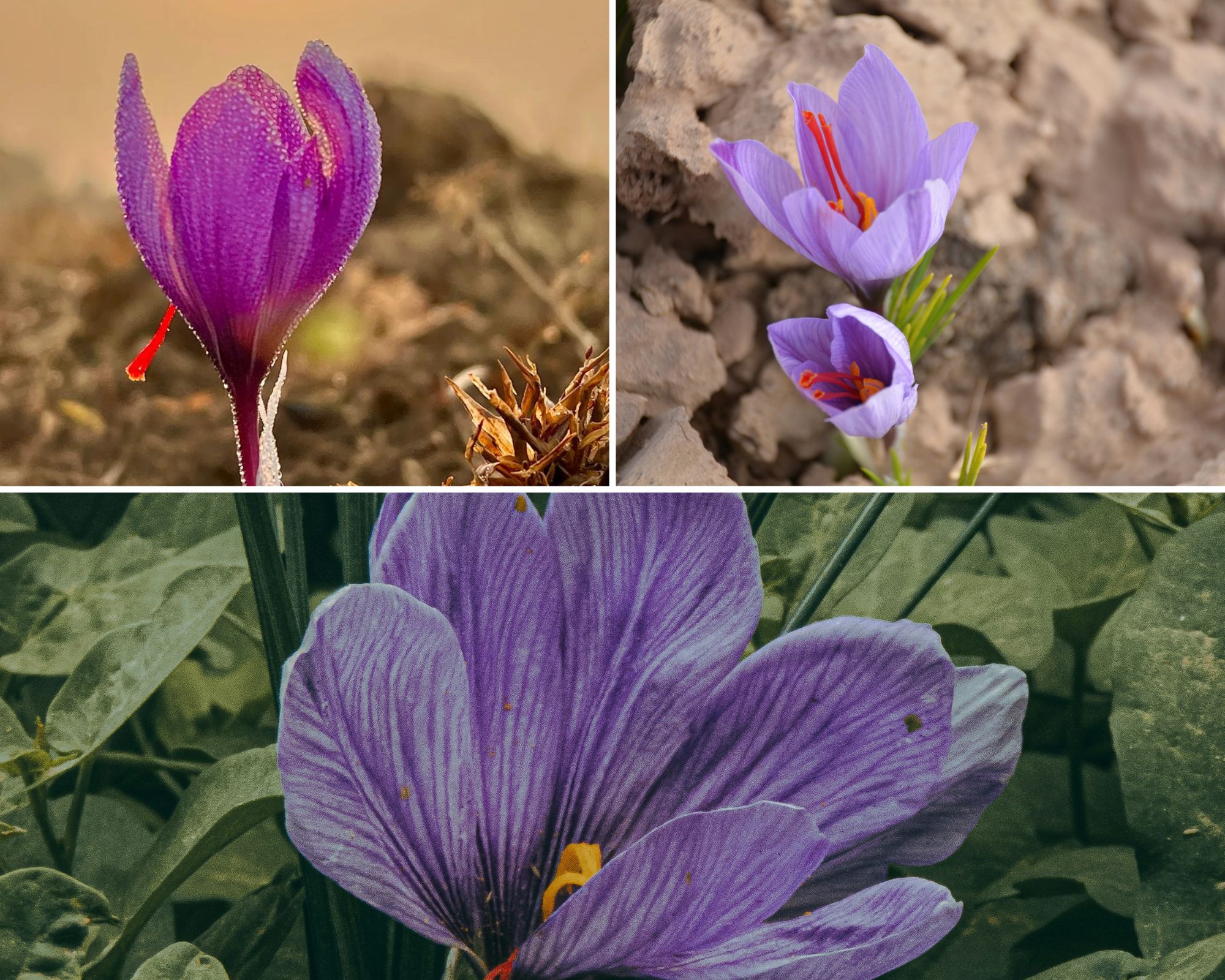 The Mystery of Saffron – How to Grow the World’s Most Expensive Spice ...