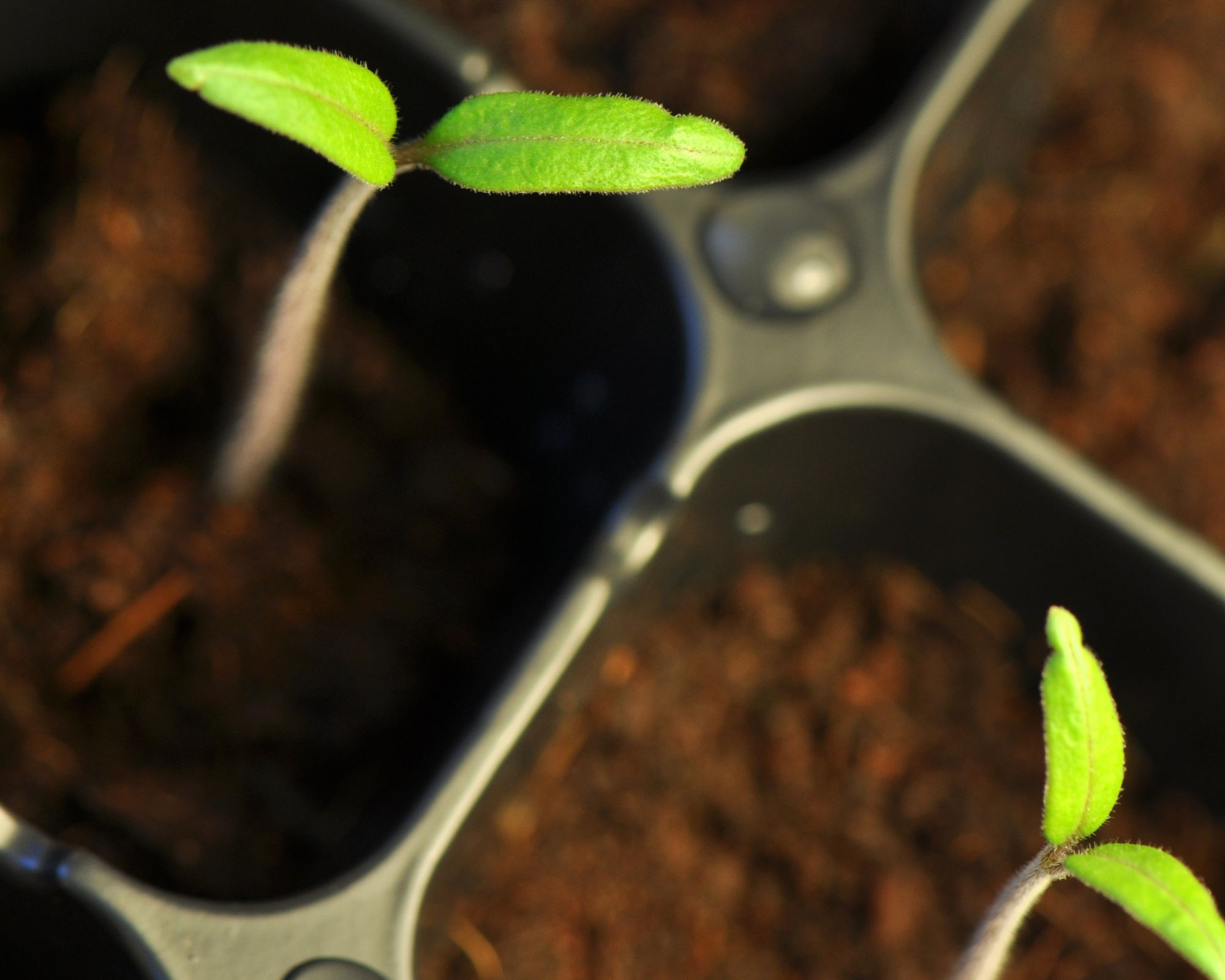 Indoor Tomato Seed Starting: Timing and Tips for Success - Complete ...