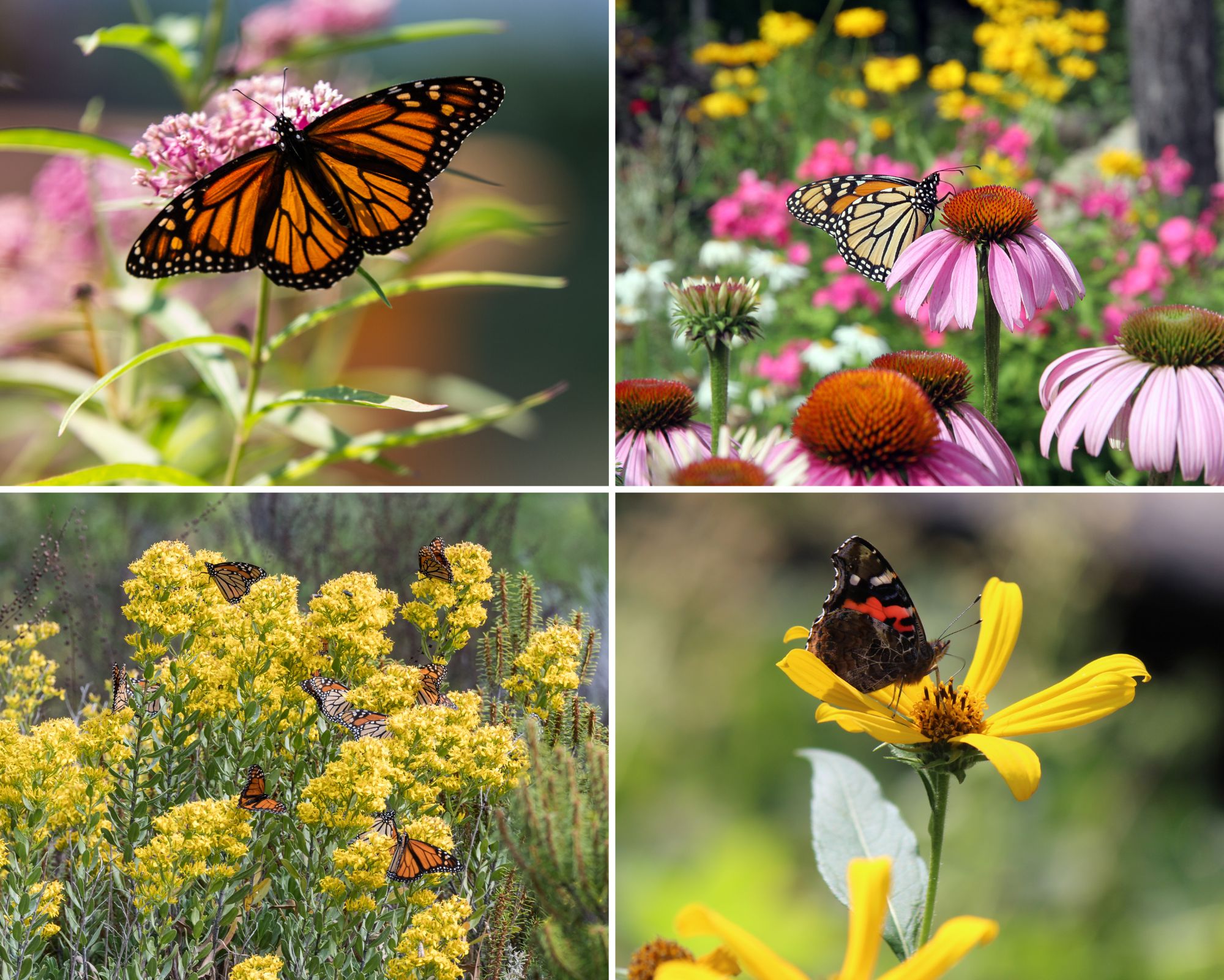 Plants to Attract Pollinators: Butterfly Favorites! - Complete Gardening