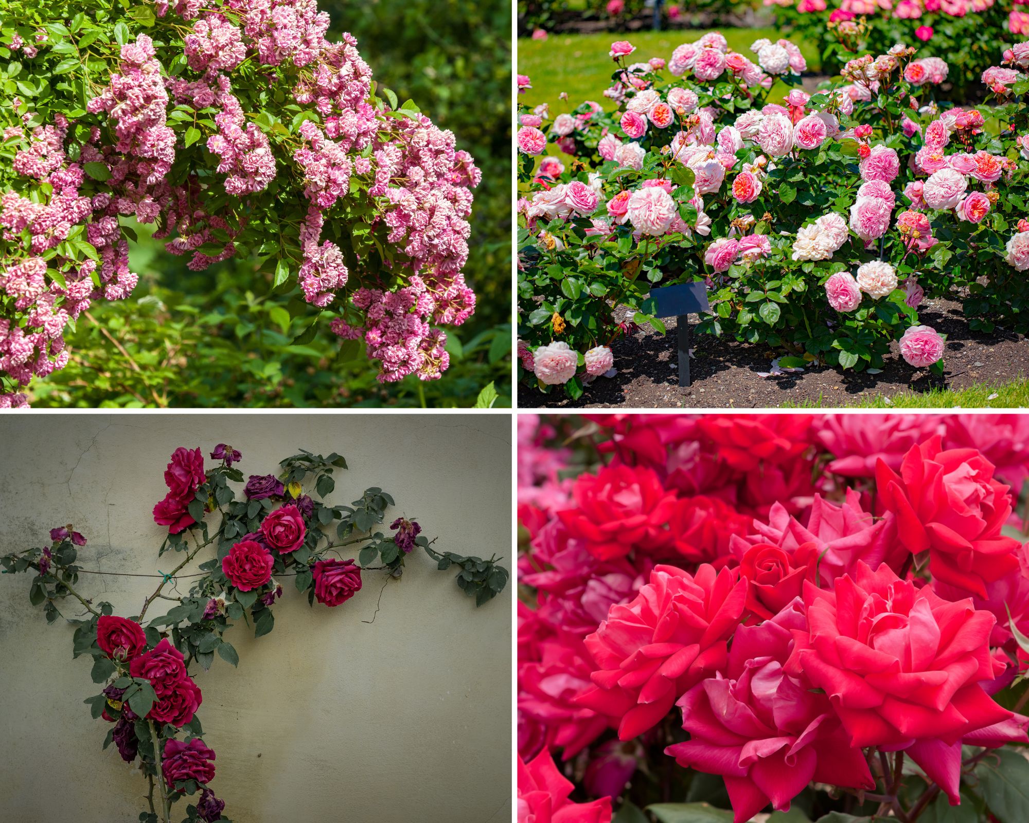 Creating a Rose Garden: From Planting to Perfect Care - Complete Gardening