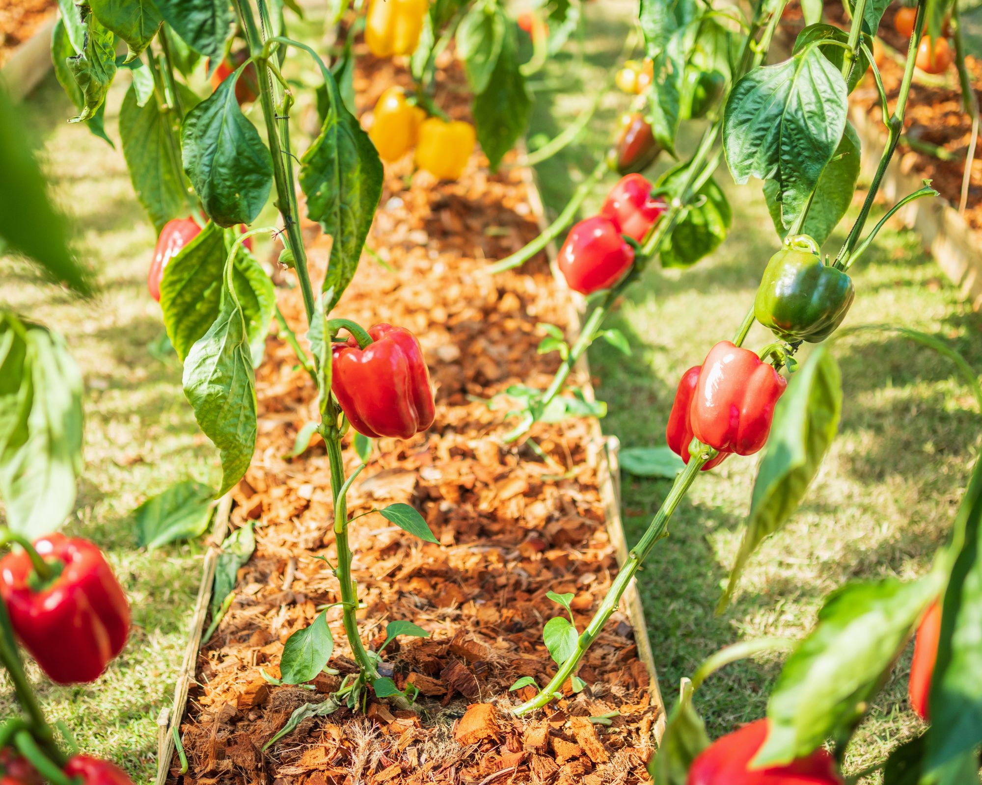Spice Up Your Garden: Easy Pepper Growing Tips - Complete Gardening