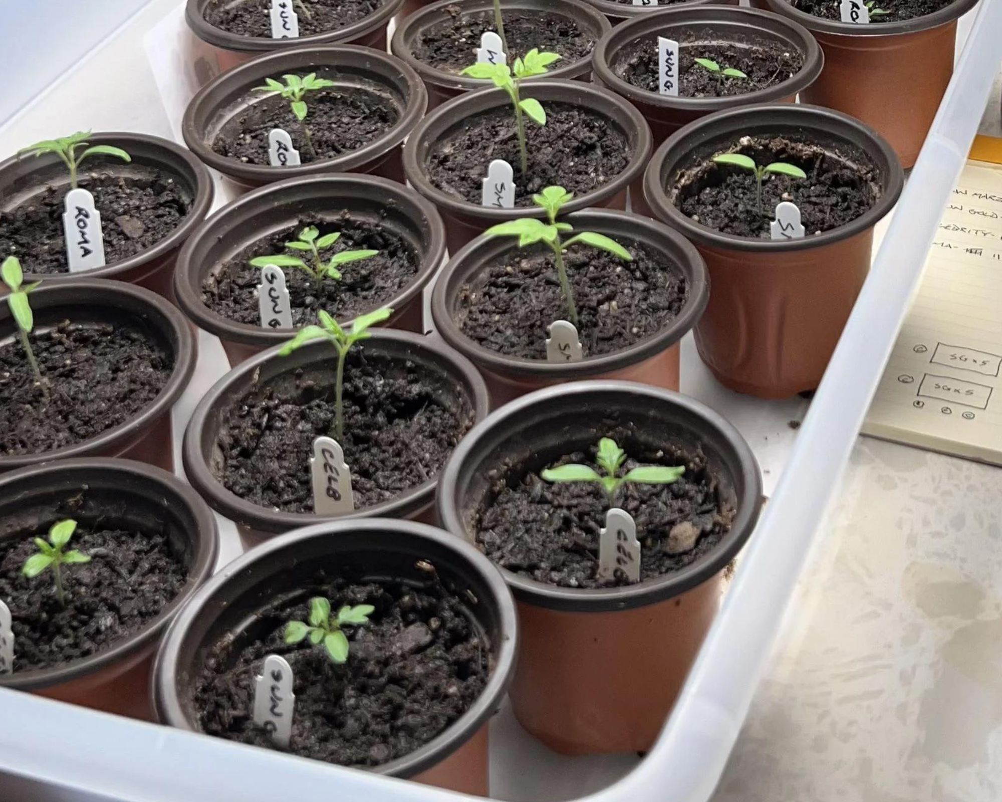 Indoor Tomato Seed Starting: Timing and Tips for Success - Complete ...