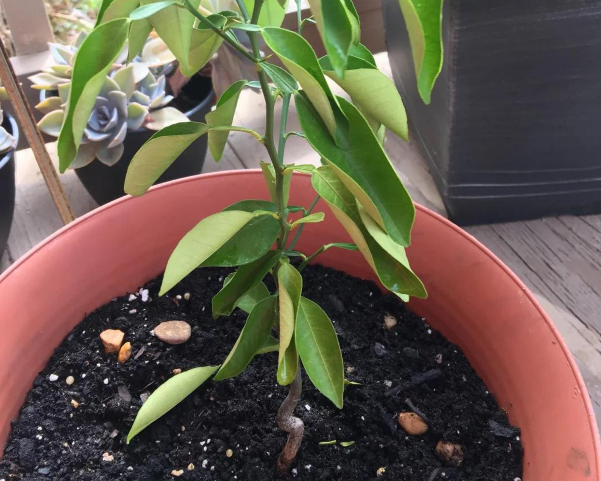 Watering Indoor Citrus: Are You Doing It Right? - Complete Gardening