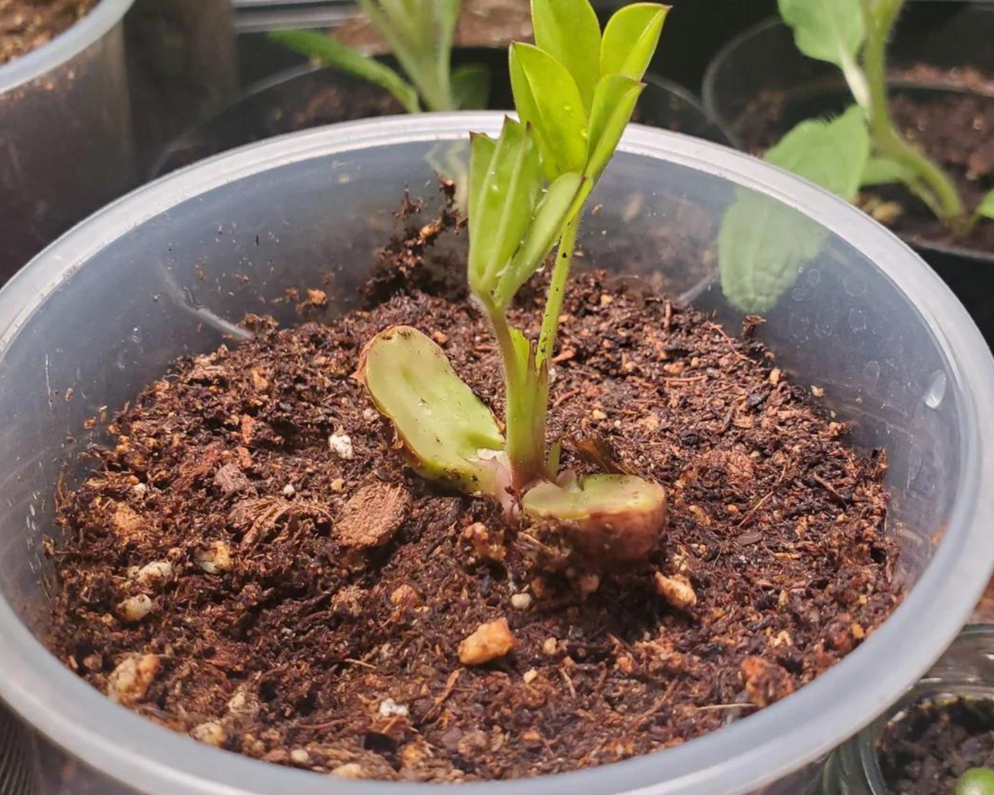 Peanut Growing in Pots: Easy Steps for Success - Complete Gardening