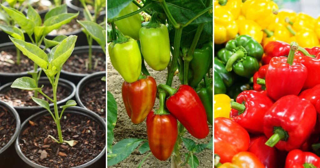 Spice Up Your Garden: Easy Pepper Growing Tips - Complete Gardening